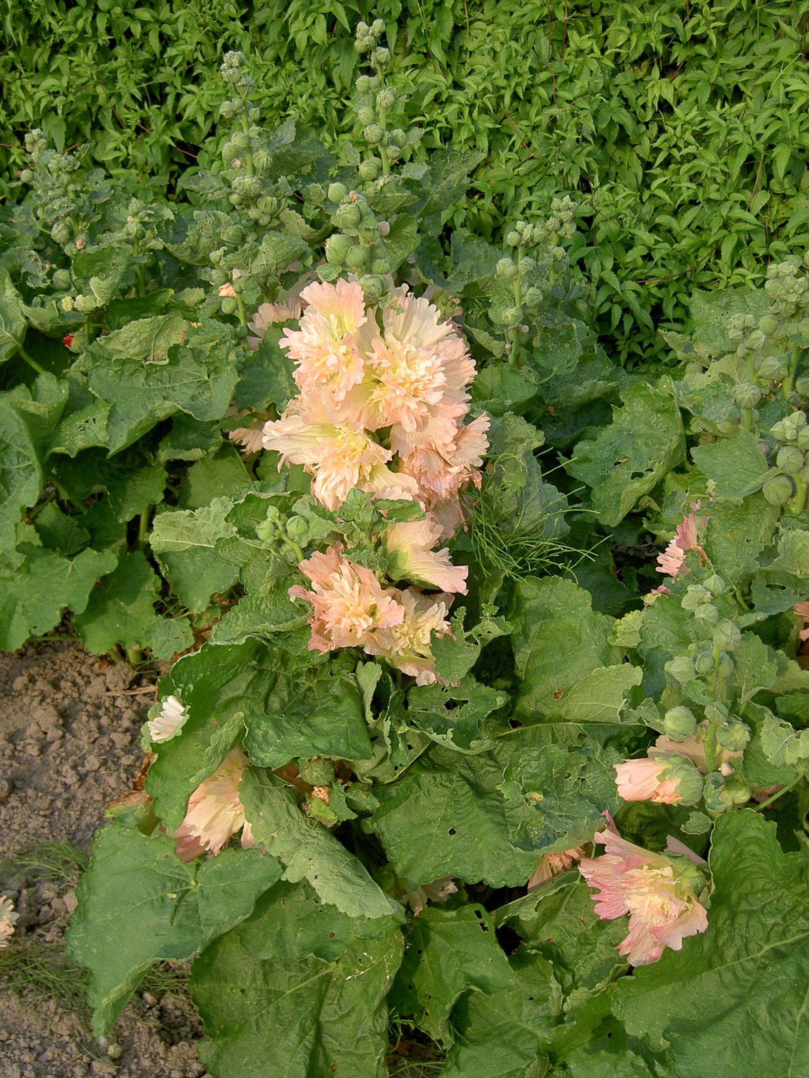 Stockrose Spring Celebrities Apricot - Alcea rosea Spring Celebrities ...