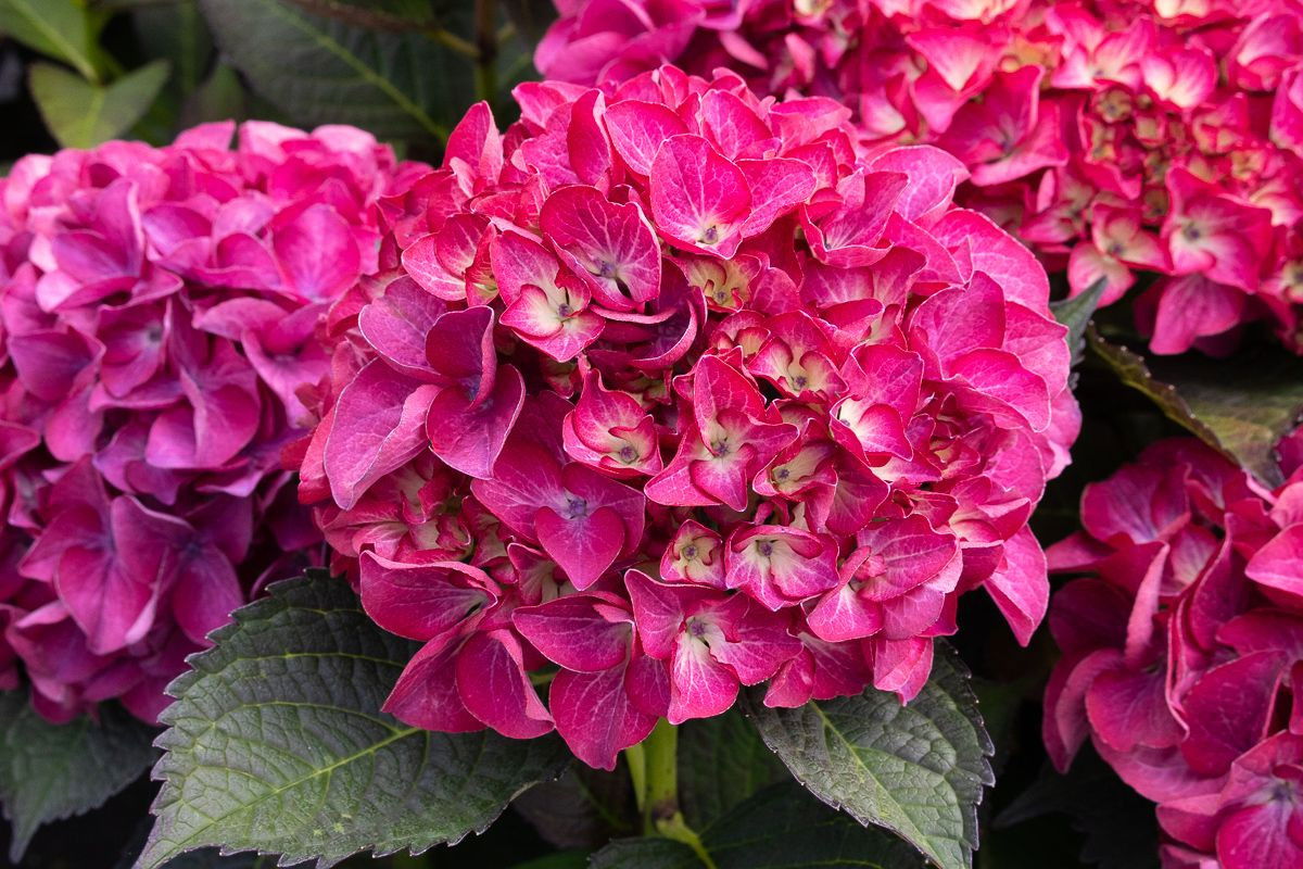 Hydrangea Red Angel Blau - Bauernhortensie Red Angel Blau | jetzt ...