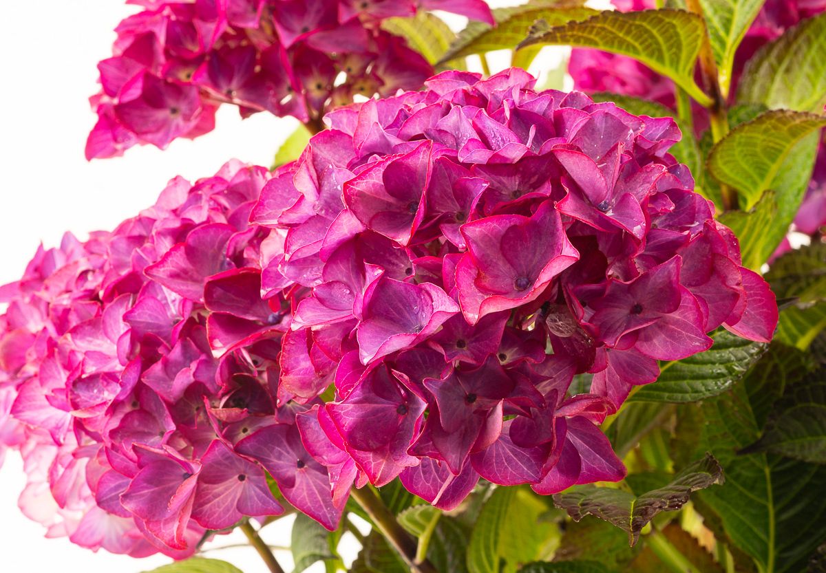 Hydrangea Red Angel Blau - Bauernhortensie Red Angel Blau | jetzt ...