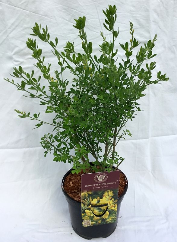 Ginster Porlock - Genista monspessulana Porlock günstig kaufen