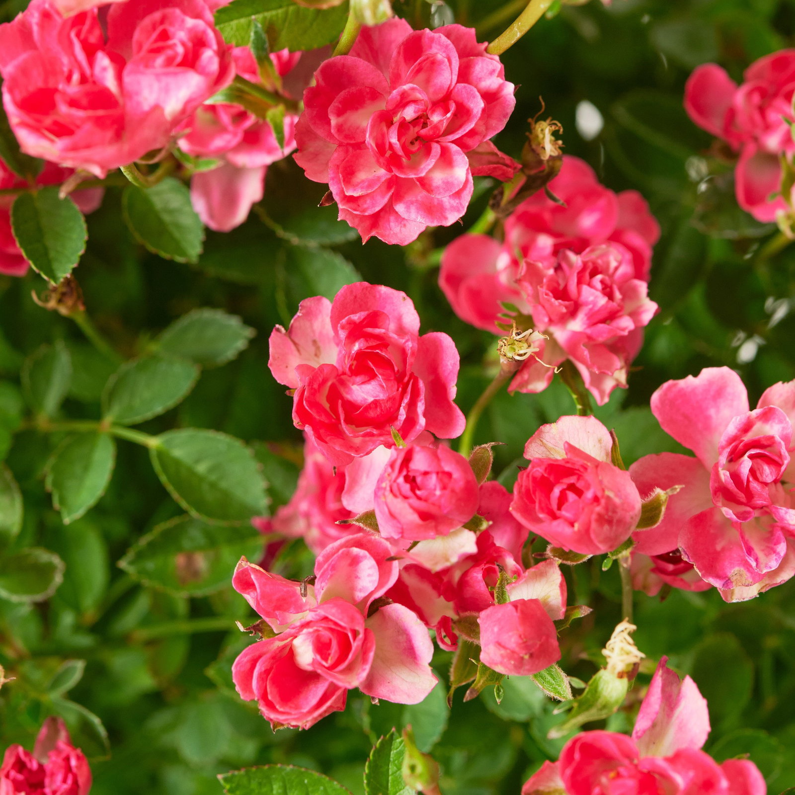 Zwergrose Lilly Rose - Rosa Lilly Rose günstig kaufen