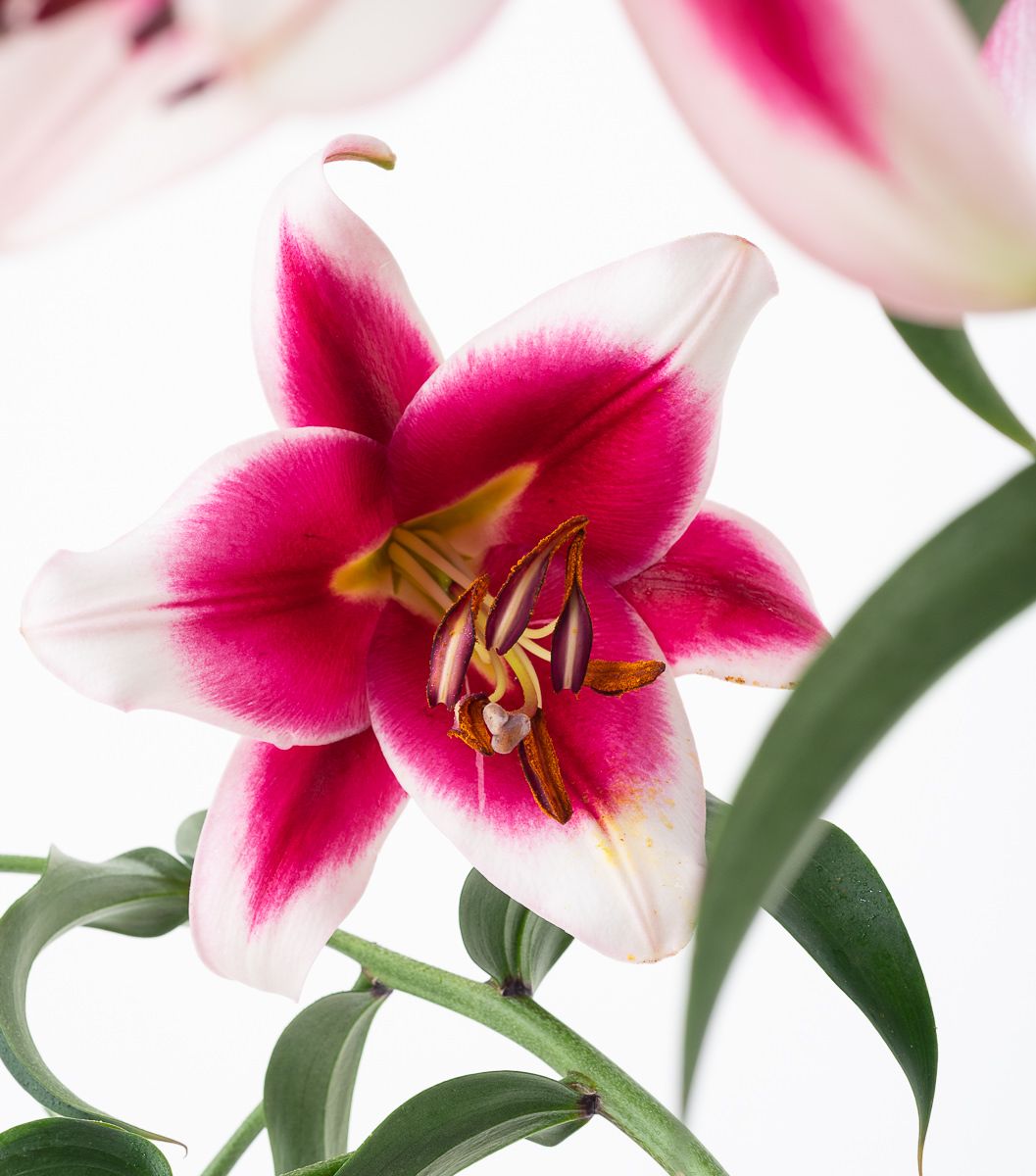 Lilie Friso - Lilium longiflorum Friso günstig kaufen