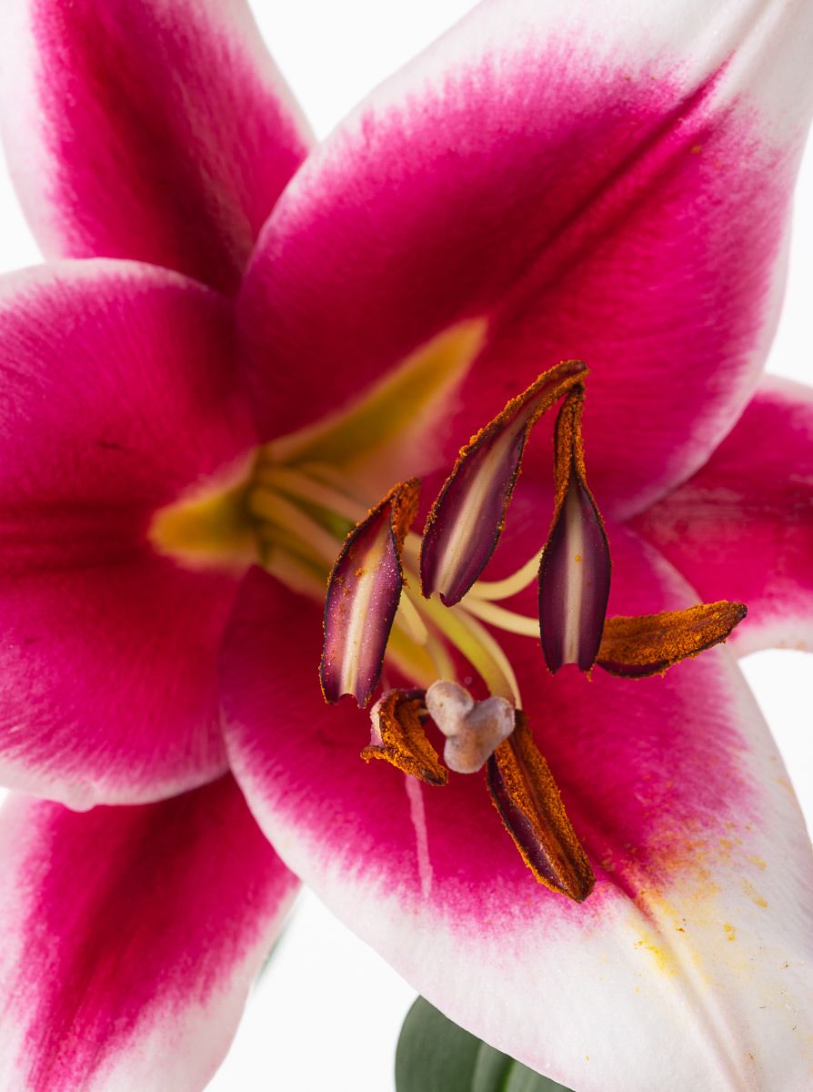 Lilie Friso - Lilium longiflorum Friso günstig kaufen
