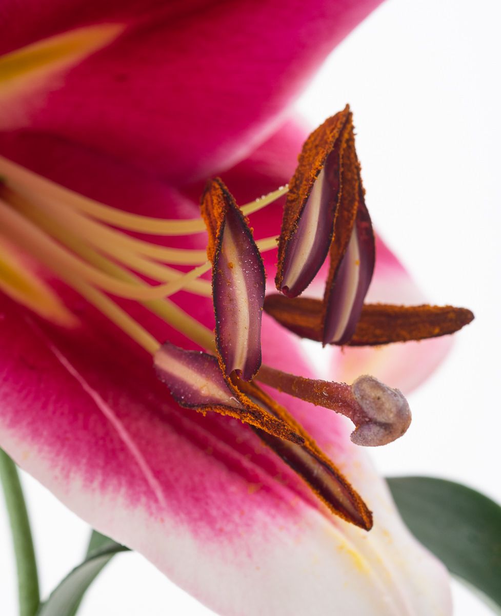 Lilie Friso - Lilium longiflorum Friso günstig kaufen