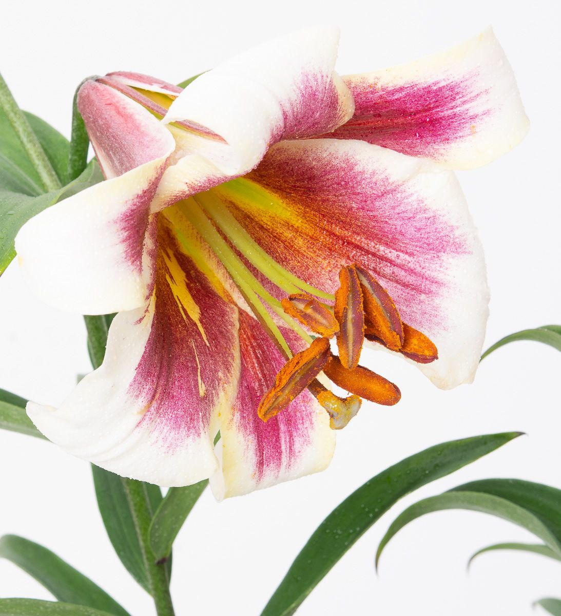 Lilie Passion Moon - Lilium longiflorum Passion Moon günstig kaufen
