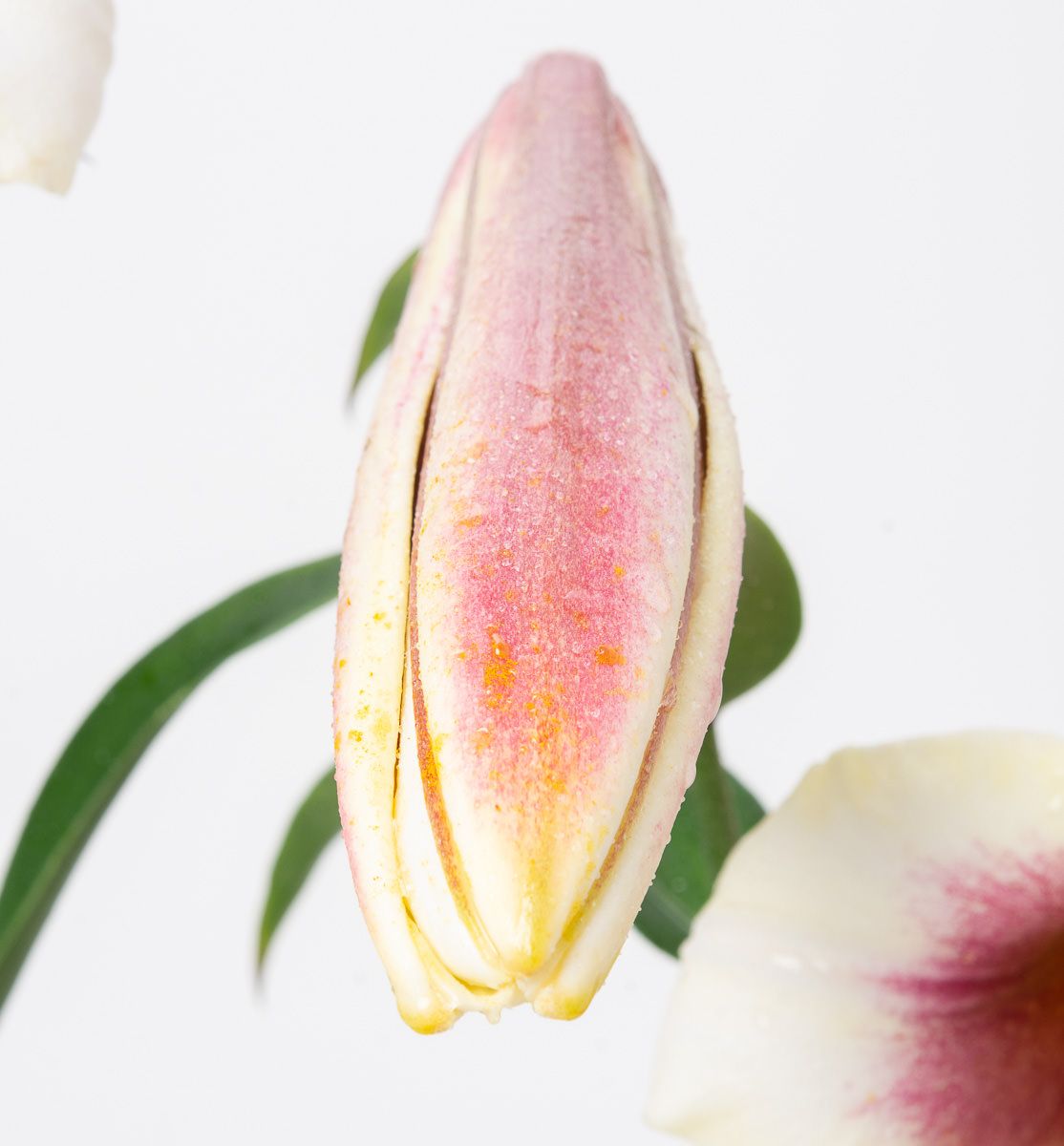 Lilie Passion Moon - Lilium longiflorum Passion Moon günstig kaufen