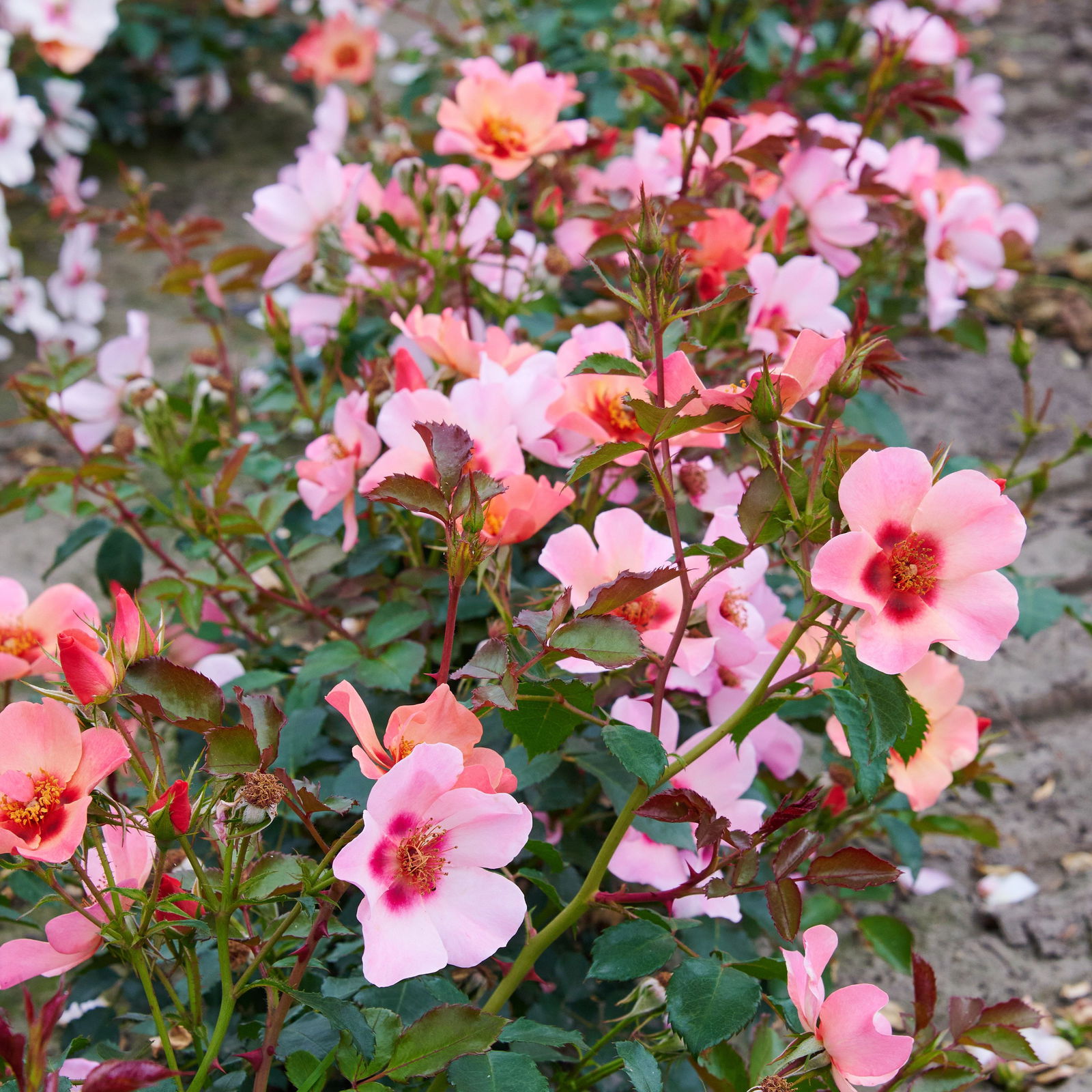 Rose For Your Eyes Only - Rosa For your eyes only günstig kaufen