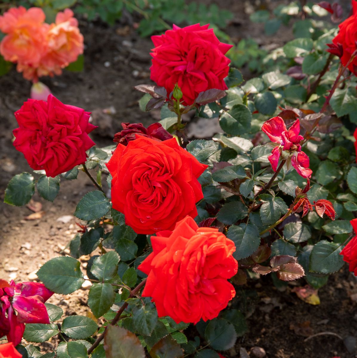 Rose Salita Flower Circus - Rosa Salita Flower Circus günstig kaufen