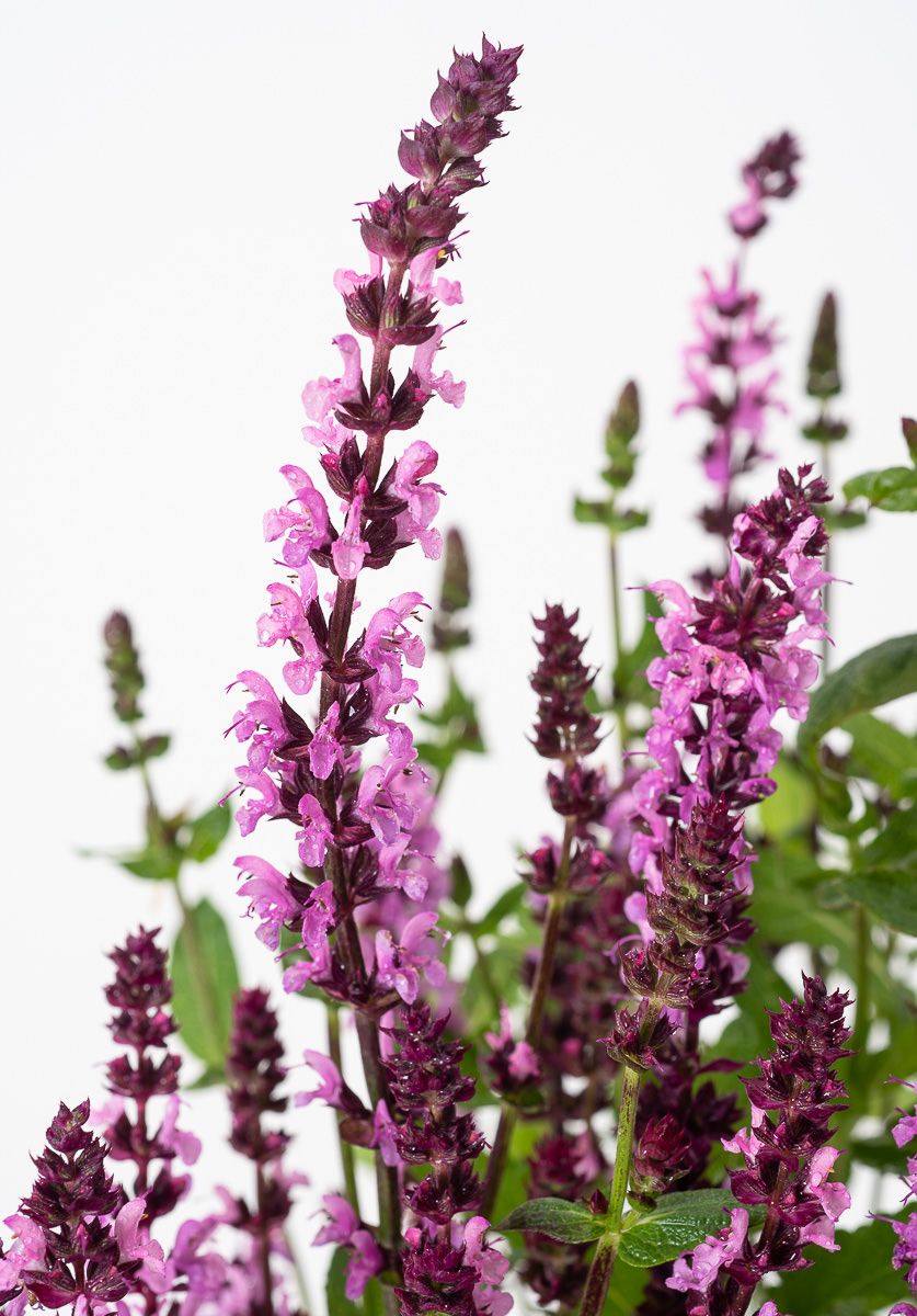 Blüten-Salbei New Dimension Rose - Salvia superba New Dimension Rose ...