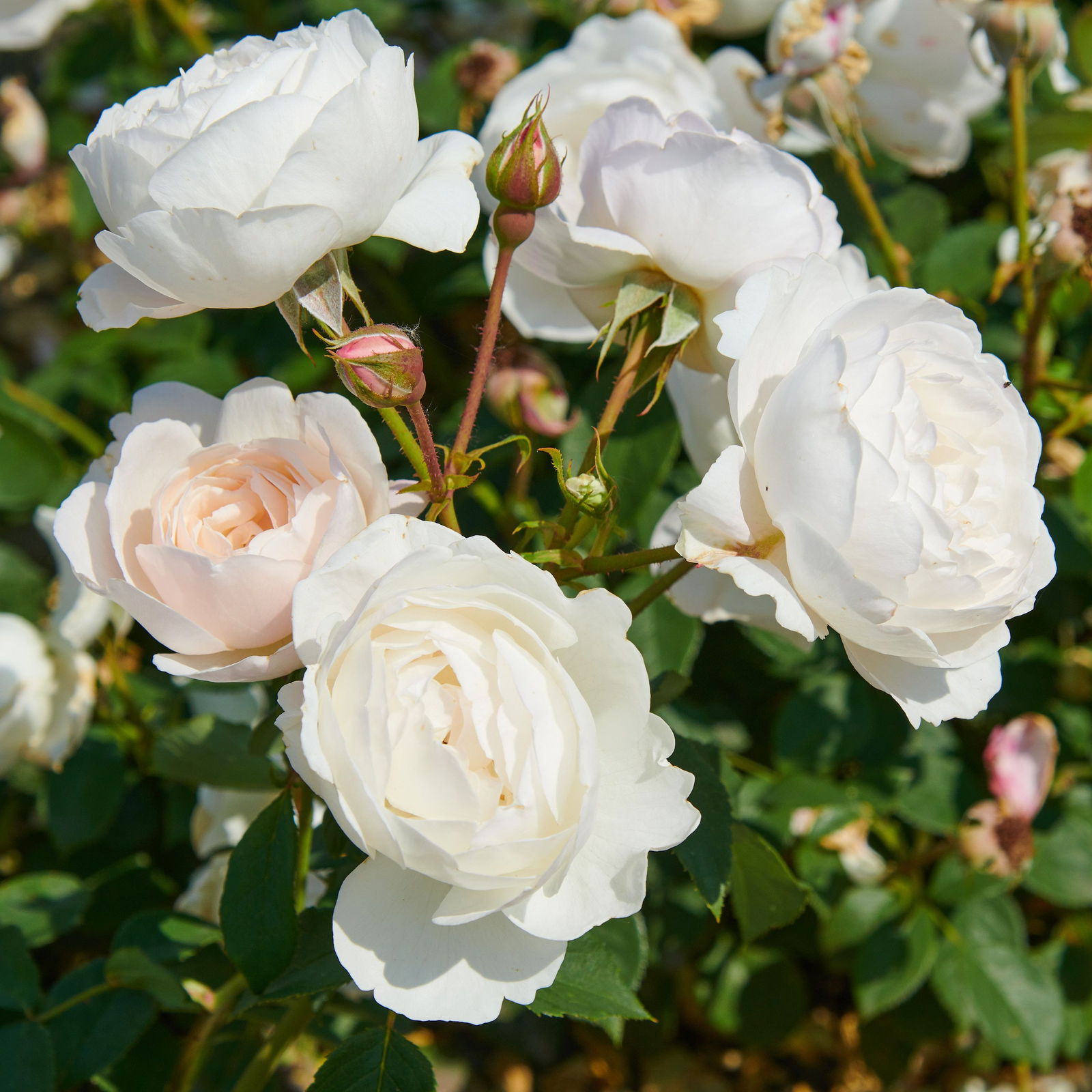 Rose Desdemona® - Rosa Desdemona® günstig kaufen