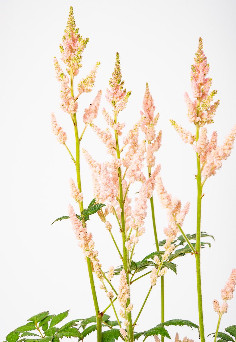 Prachtspiere Vision Inferno - Astilbe chinensis Vision Inferno günstig ...