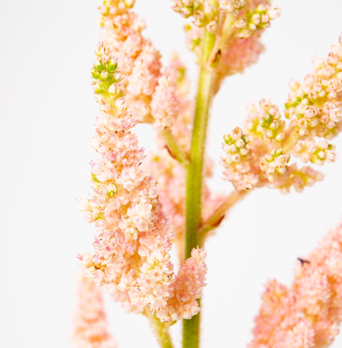 Prachtspiere Vision Inferno - Astilbe chinensis Vision Inferno günstig ...