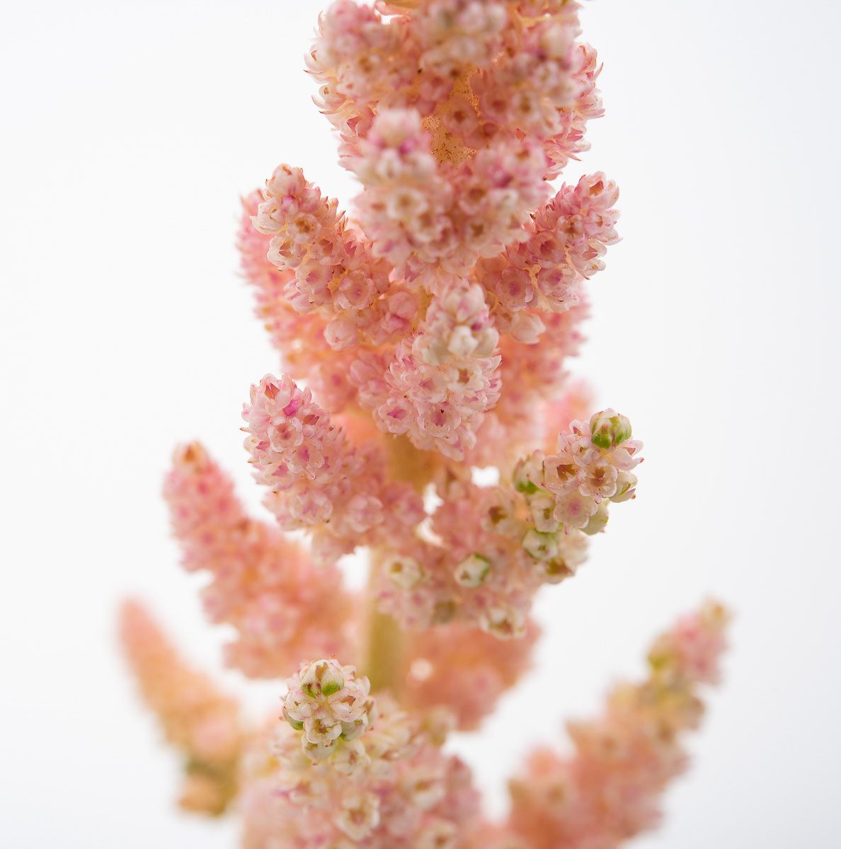 Prachtspiere Vision Inferno - Astilbe chinensis Vision Inferno günstig ...