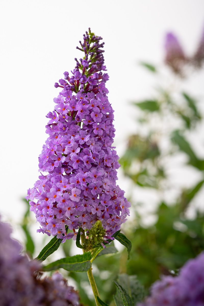Sommerflieder Buzz Summer Bird Violet - Buddleja Buzz Summer Bird ...