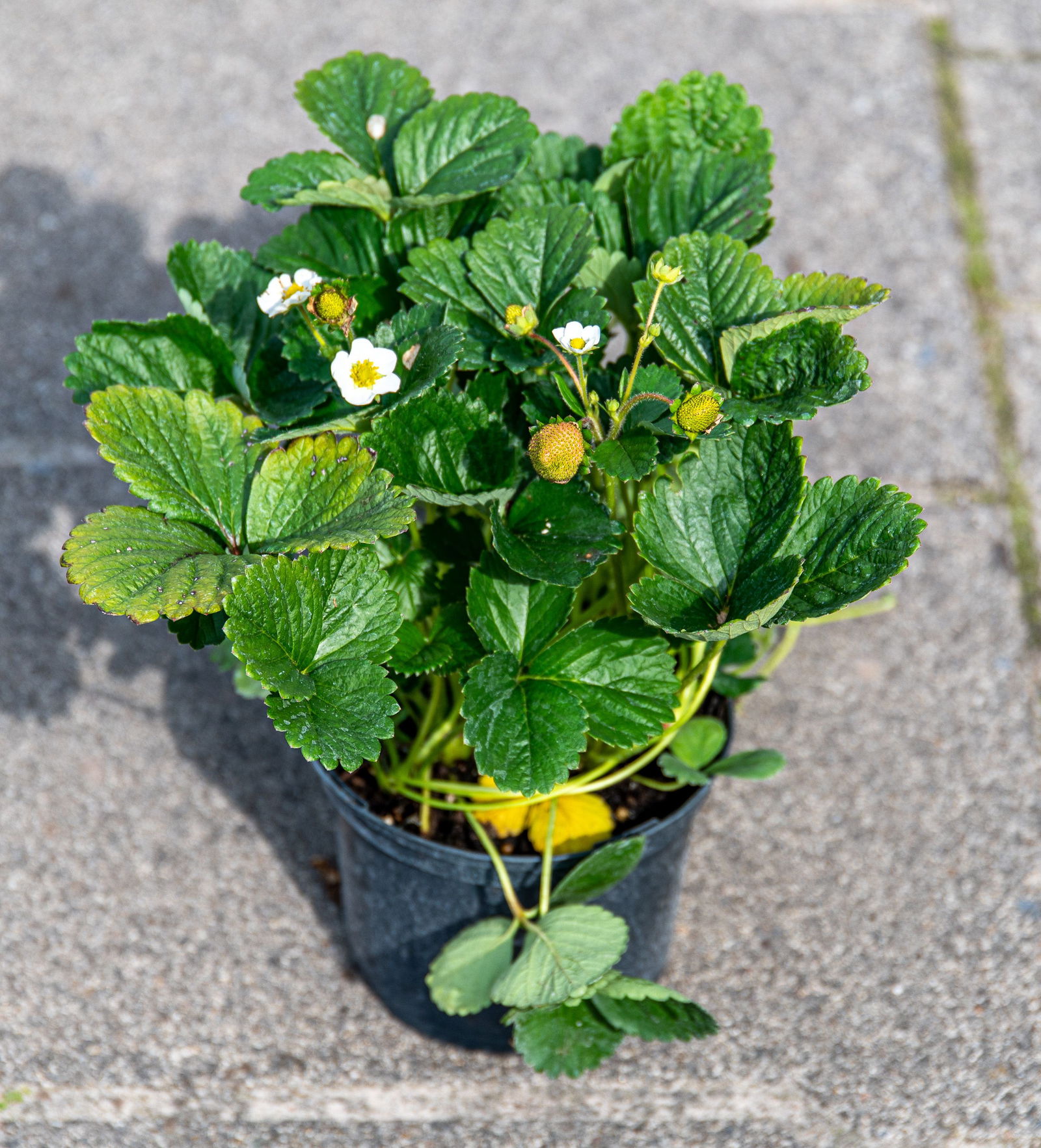 Gartenerdbeere Delizz® - Fragaria x ananassa Delizz® günstig kaufen