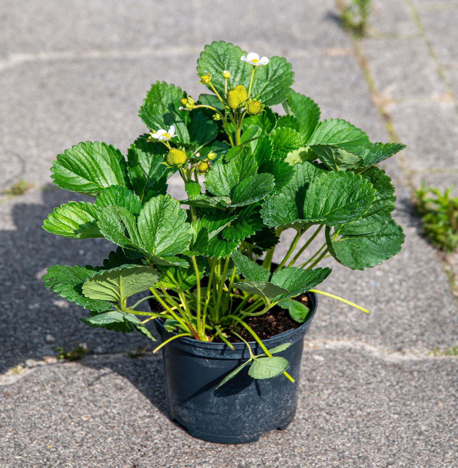 Gartenerdbeere Delizz® - Fragaria x ananassa Delizz® günstig kaufen