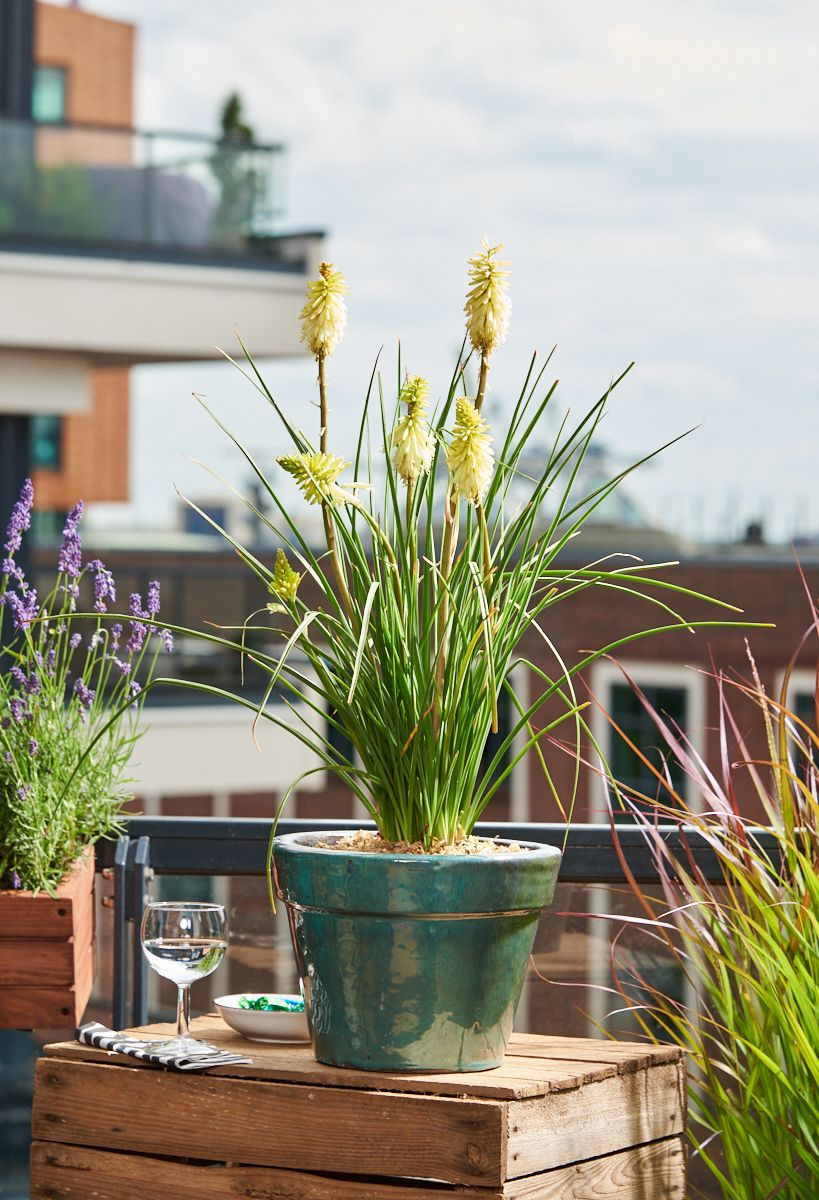Fackellilie - Kniphofia praecox günstig kaufen