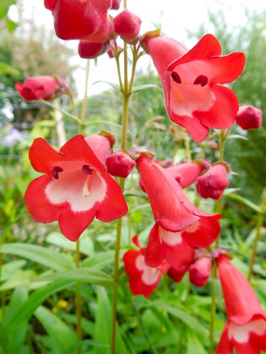 Bartfaden Arabesque Red - Penstemon hartwegii Arabesque Red günstig kaufen