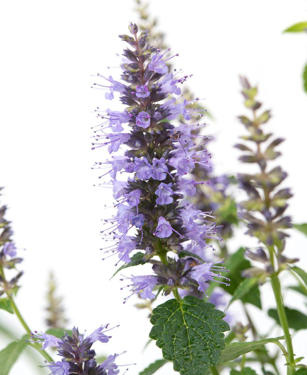 Duftnessel Black Adder - Agastache rugosa Black Adder günstig kaufen