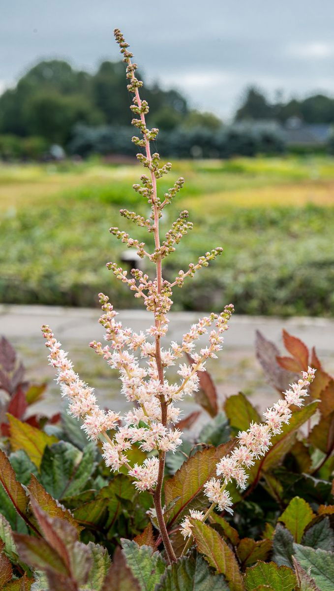 Prachtspiere Spotlight - Astilbe chinensis Spotlight günstig kaufen