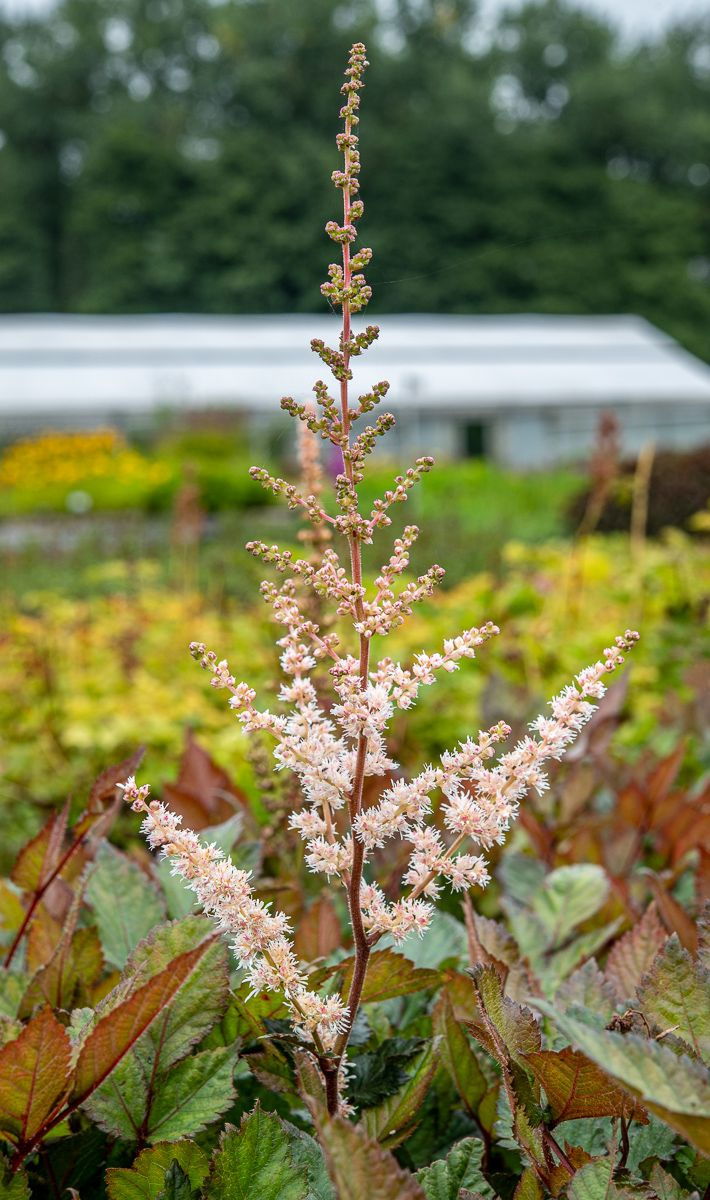 Prachtspiere Spotlight - Astilbe chinensis Spotlight günstig kaufen