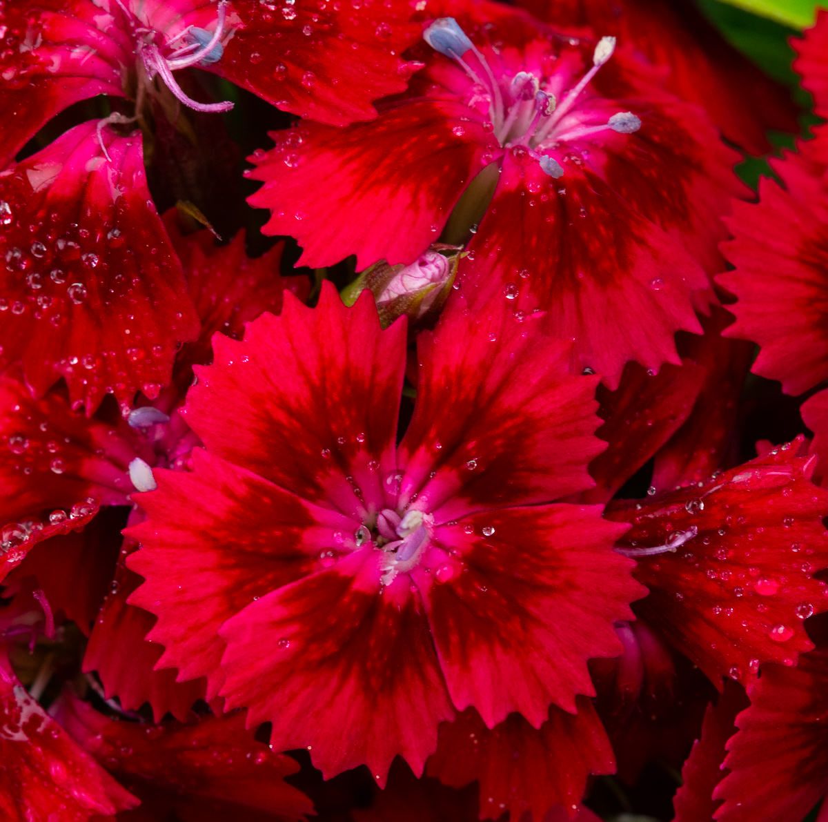 Bartnelke Barbarini Red - Dianthus barbatus Barbarini Red günstig kaufen