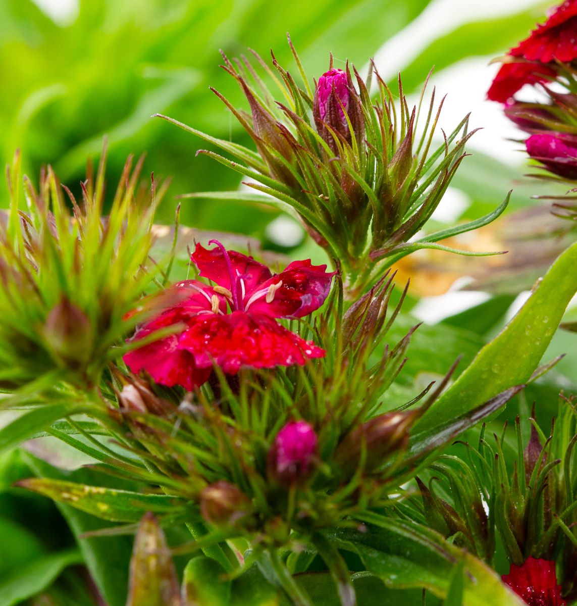 Bartnelke Barbarini Red - Dianthus barbatus Barbarini Red günstig kaufen