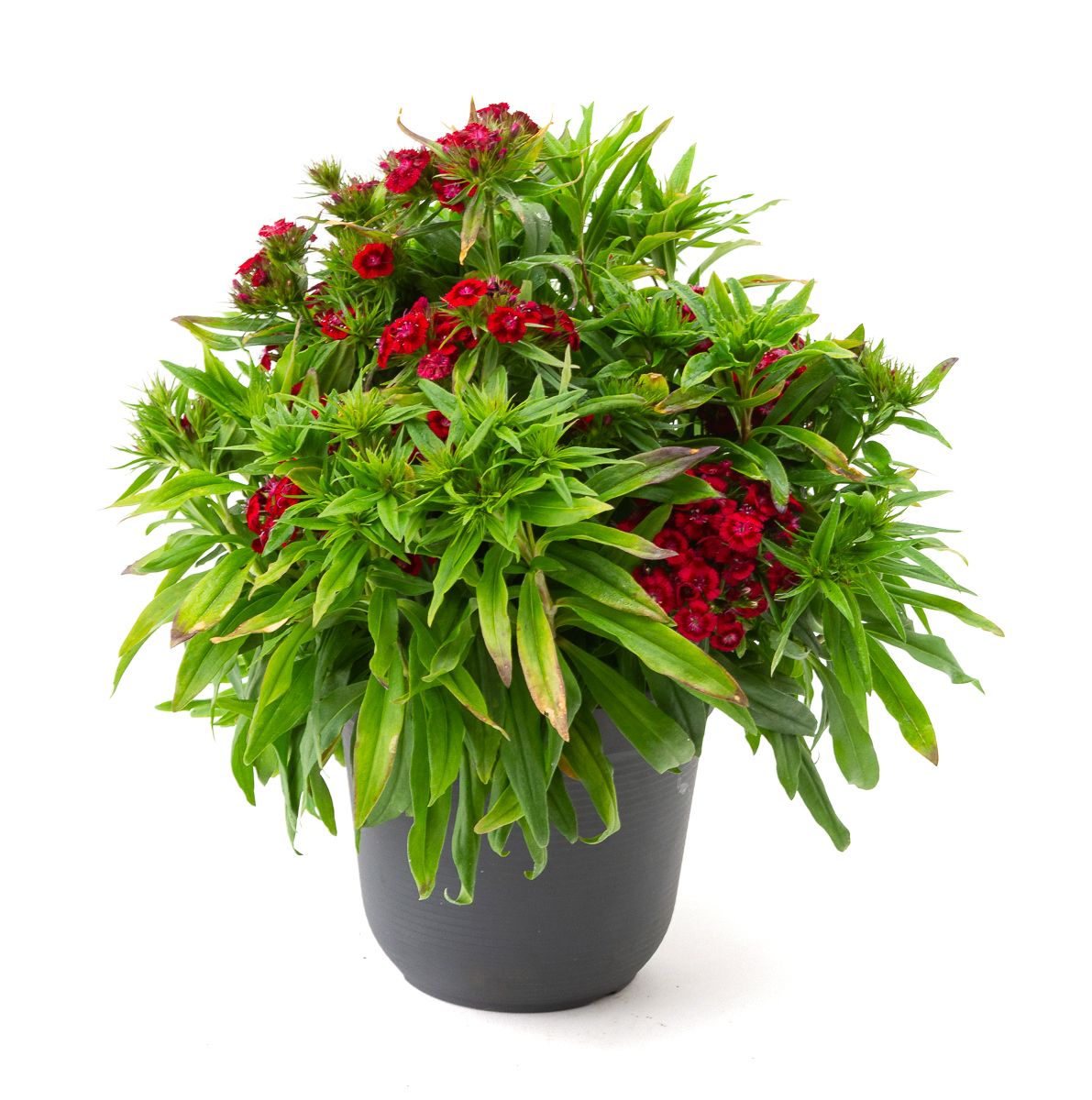 Bartnelke Barbarini Red - Dianthus barbatus Barbarini Red günstig kaufen