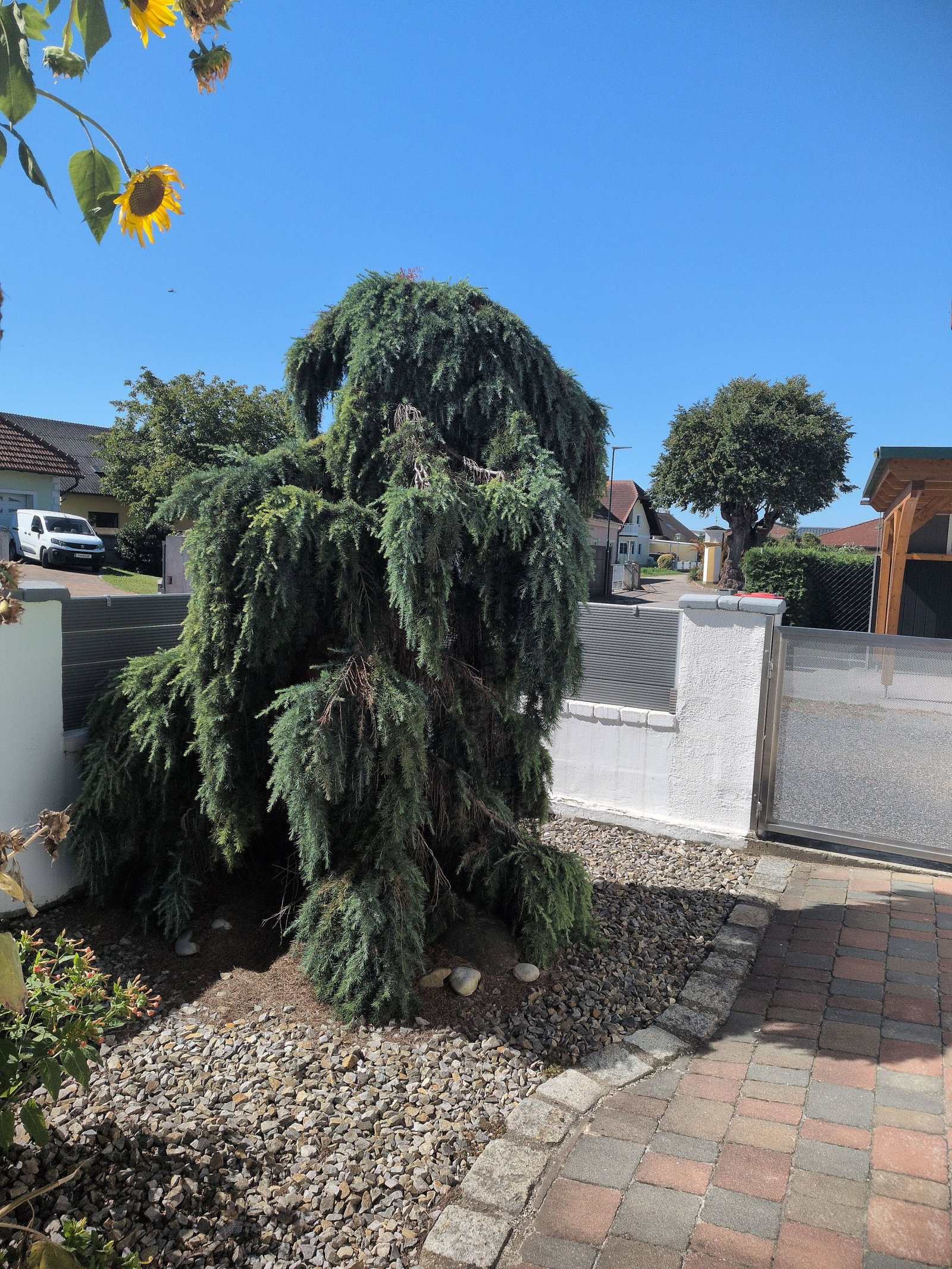 Hängende Blauzeder Glauca Pendula - Cedrus atlantica Glauca Pendula ...