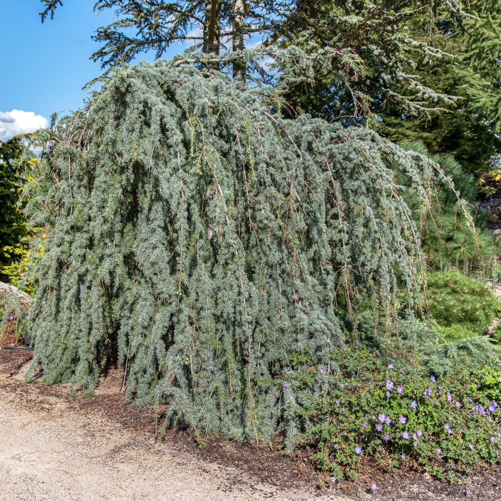 Cedar Atlantica Glauca Cedrus Atlantica Glauca Pendula (Weeping Blue