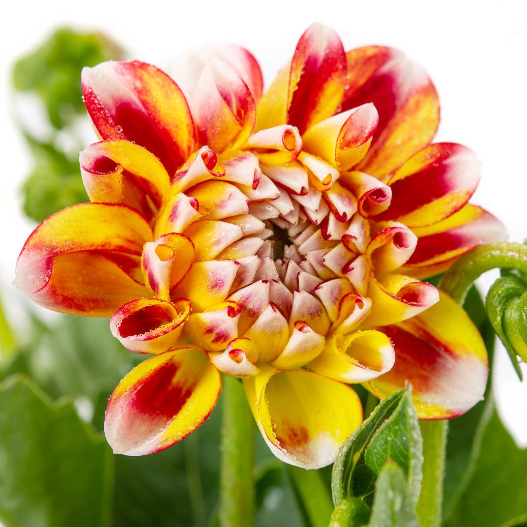 Dahlia Lubega Power Tricolor - Dahlie Lubega Power Tricolor | jetzt ...