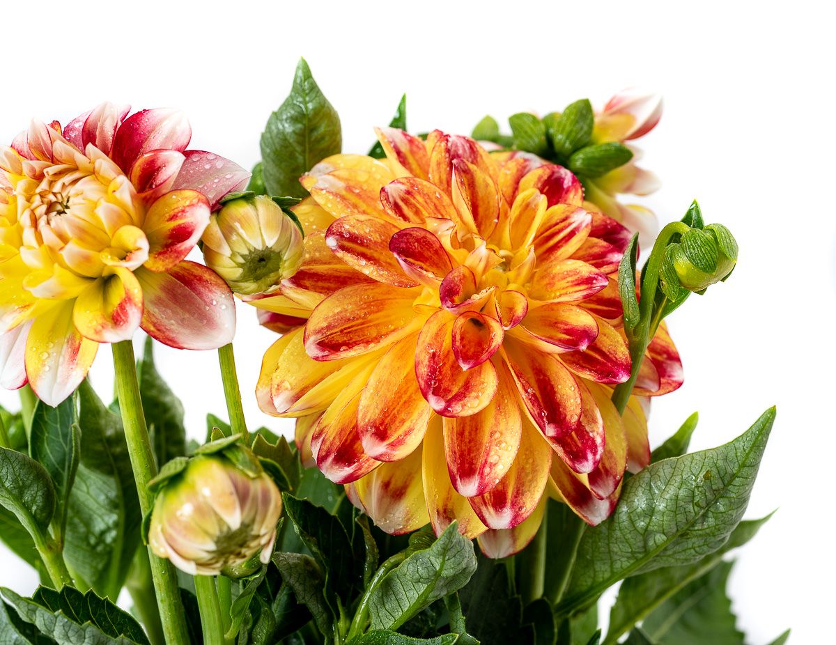 Dahlia Lubega Power Tricolor - Dahlie Lubega Power Tricolor | jetzt ...