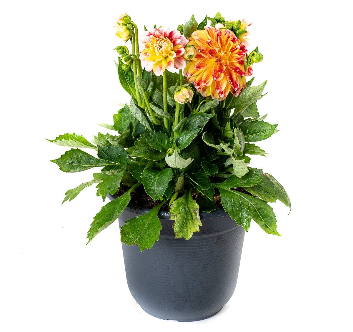 Dahlia Lubega Power Tricolor - Dahlie Lubega Power Tricolor | jetzt ...