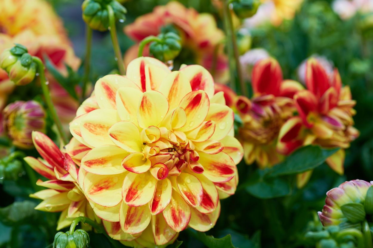 Dahlia Lubega Power Tricolor - Dahlie Lubega Power Tricolor | jetzt ...