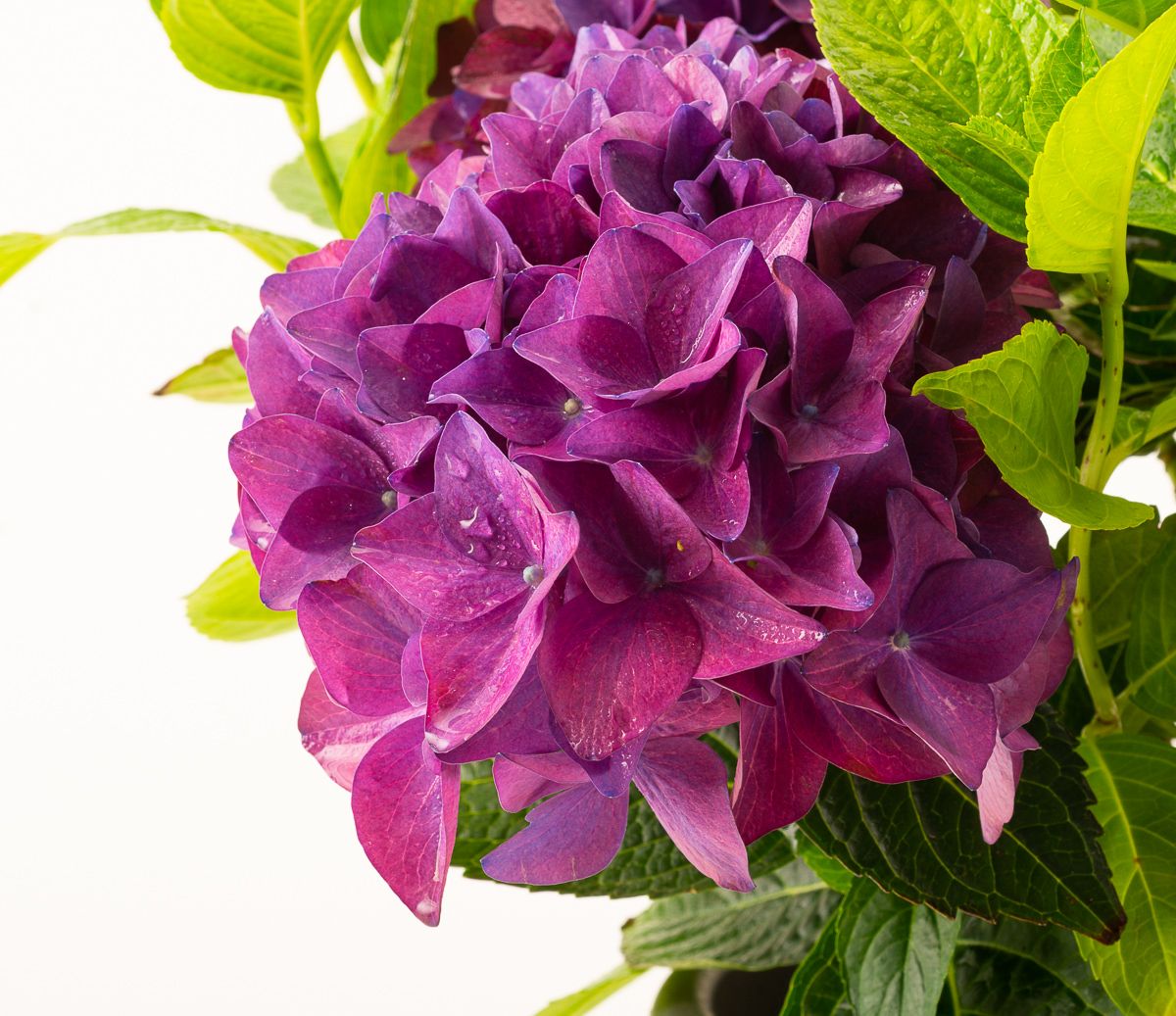 Bauernhortensie Royalty Collection - Hydrangea macr. Royalty Collection ...