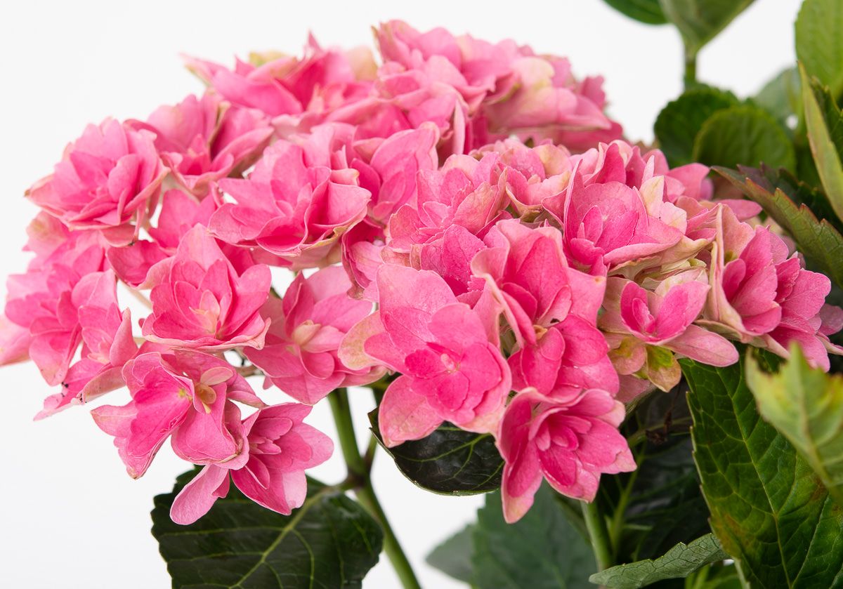 Bauernhortensie Royalty Collection - Hydrangea macr. Royalty Collection ...