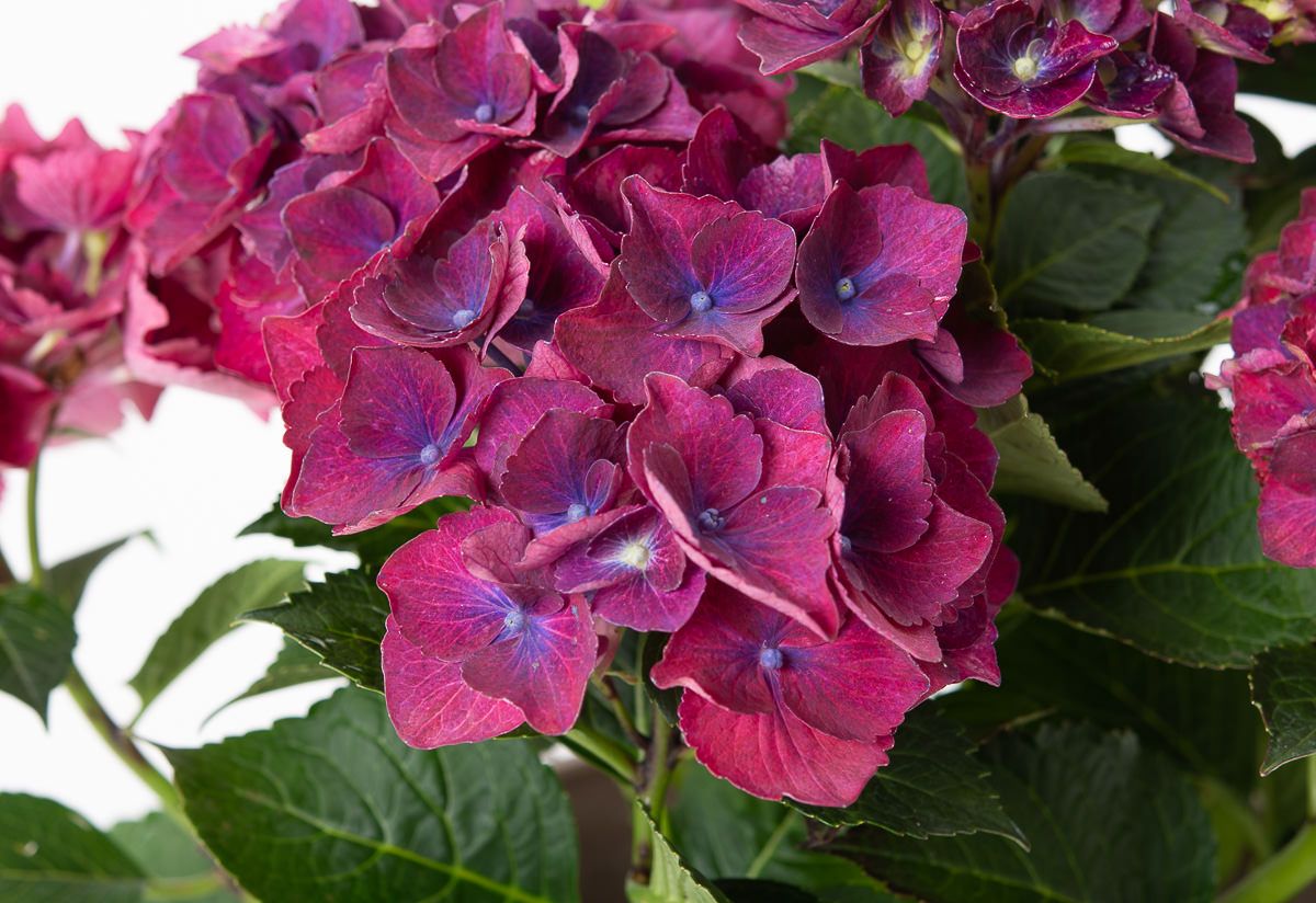 Bauernhortensie Royalty Collection - Hydrangea macr. Royalty Collection ...