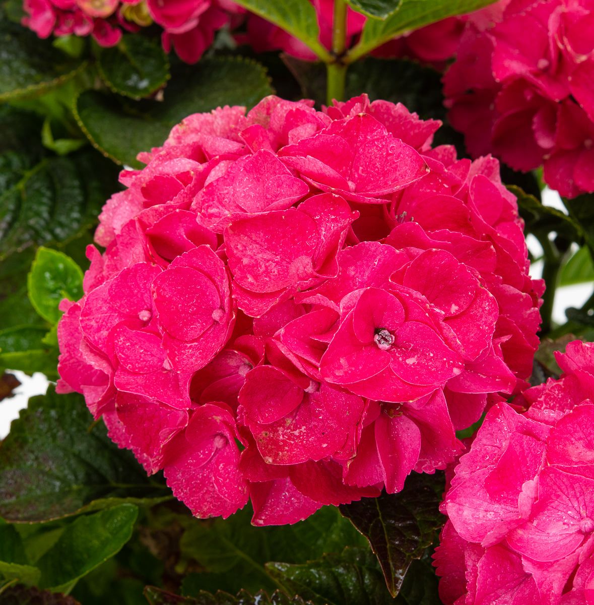 Bauernhortensie Royalty Collection - Hydrangea macr. Royalty Collection ...