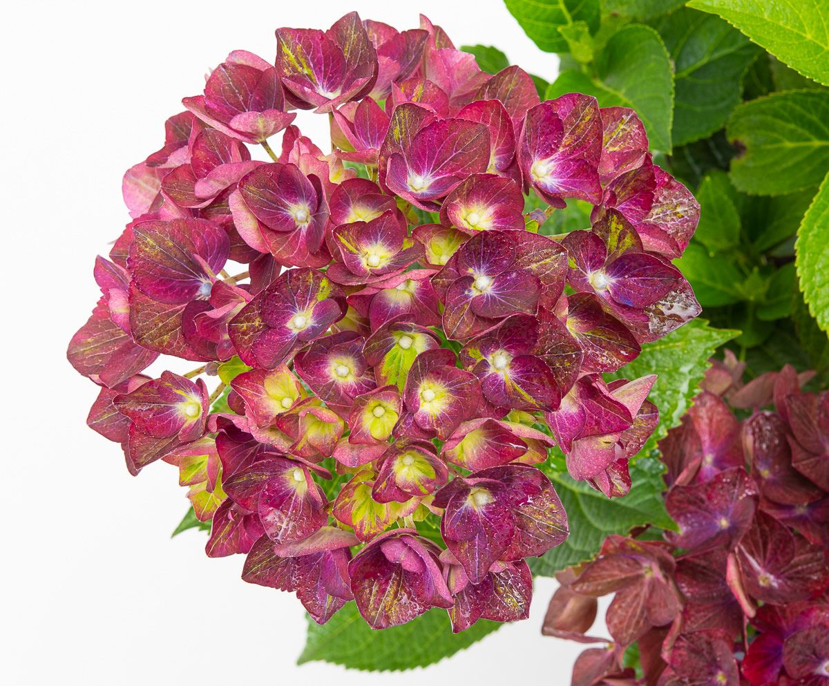 Bauernhortensie Royalty Collection - Hydrangea macr. Royalty Collection ...