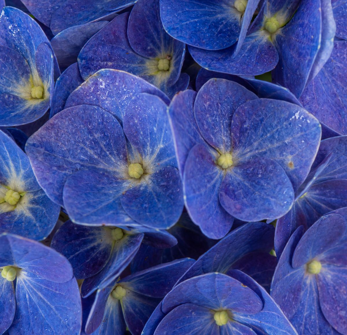 Bauernhortensie Royalty Collection - Hydrangea macr. Royalty Collection ...