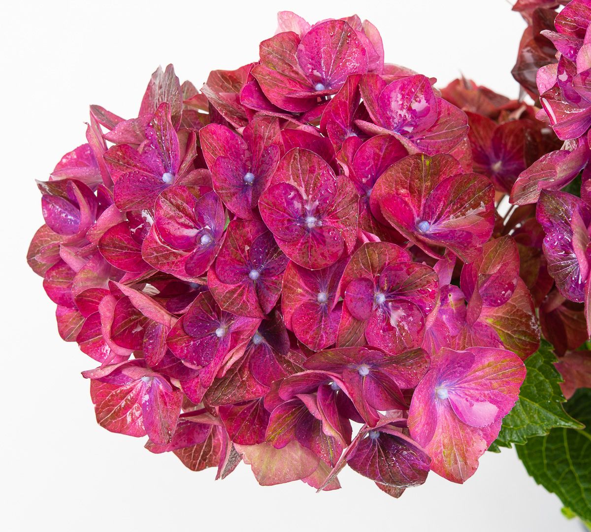 Bauernhortensie Royalty Collection - Hydrangea macr. Royalty Collection ...