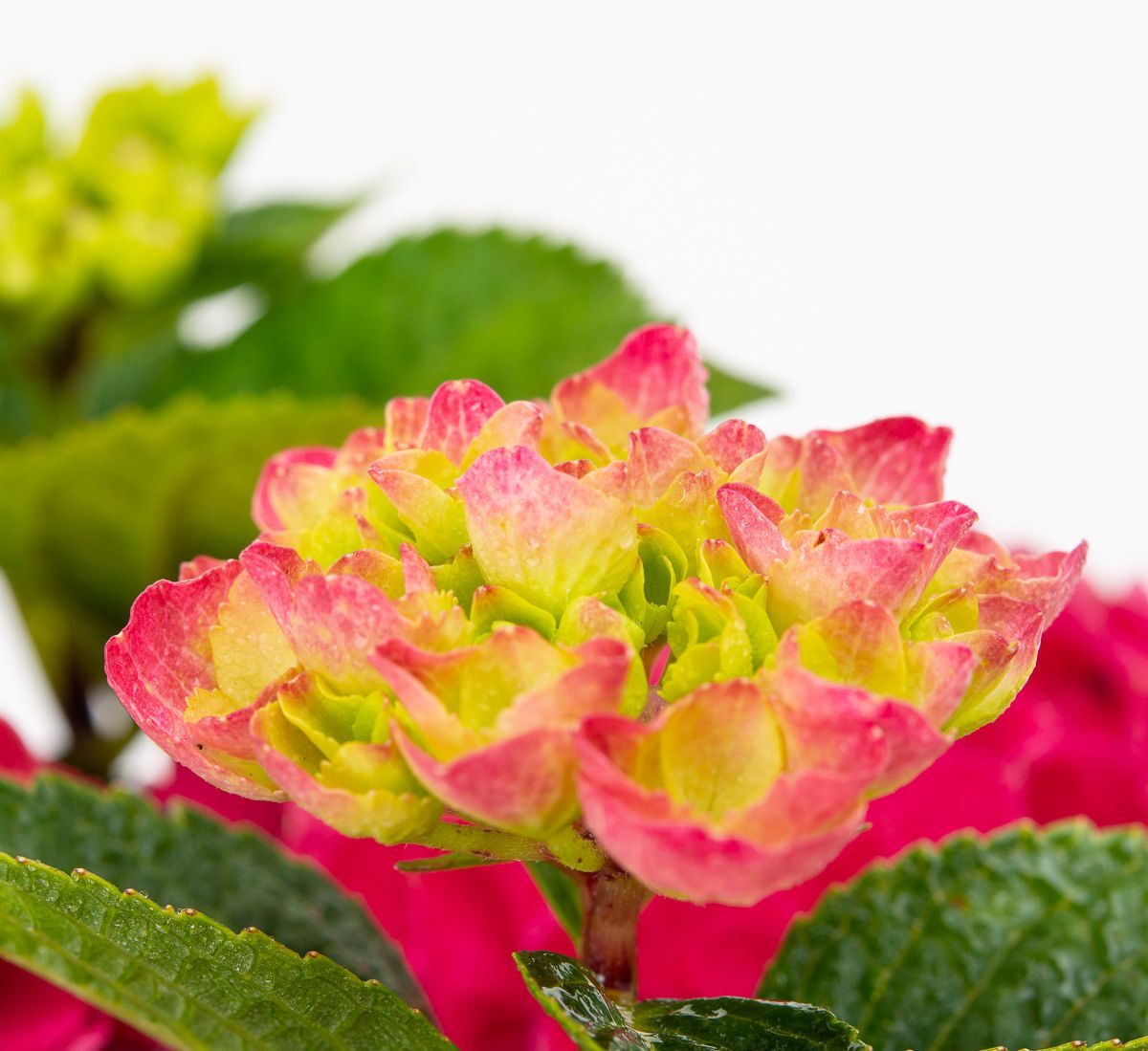 Bauernhortensie Royalty Collection - Hydrangea macr. Royalty Collection ...