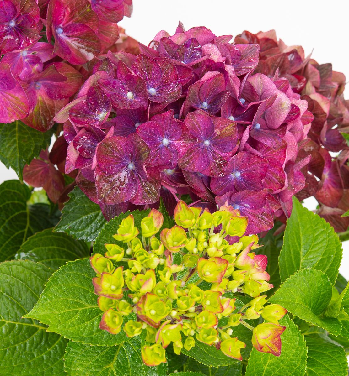 Bauernhortensie Royalty Collection - Hydrangea macr. Royalty Collection ...