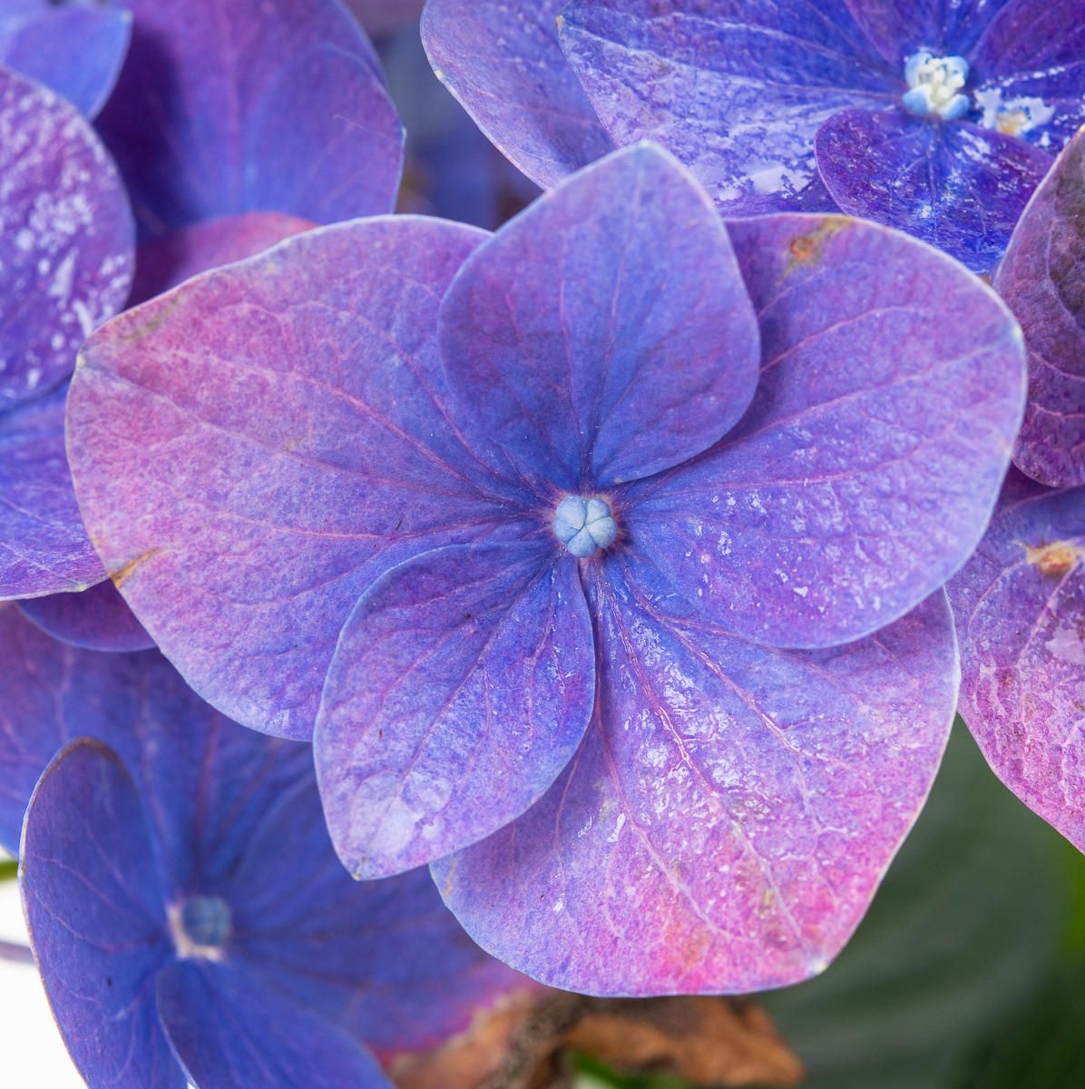 Bauernhortensie Royalty Collection - Hydrangea macr. Royalty Collection ...