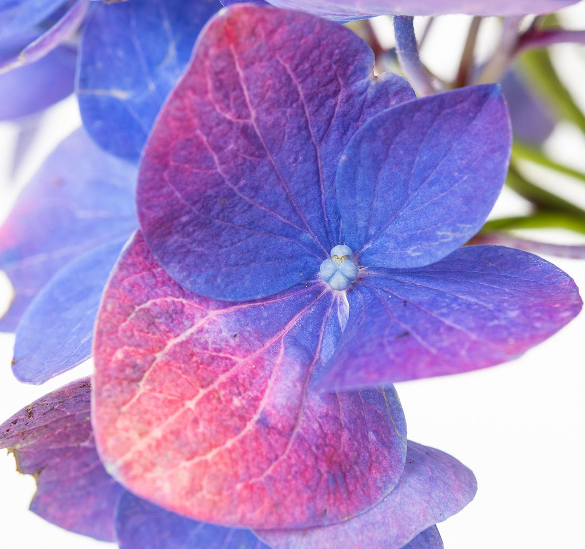 Bauernhortensie Royalty Collection - Hydrangea macr. Royalty Collection ...