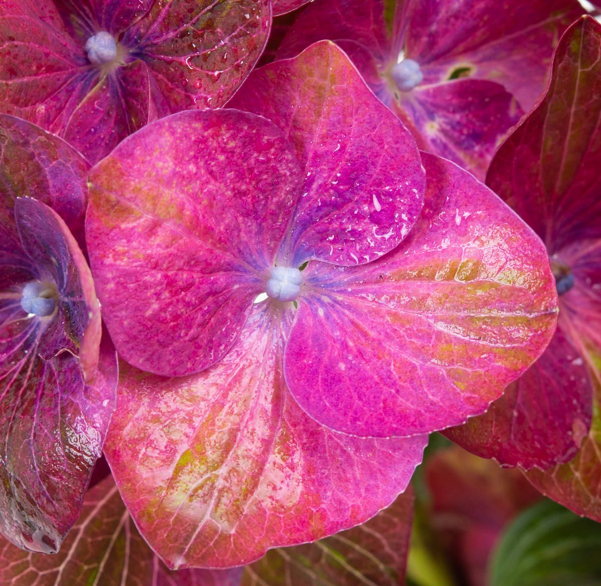 Bauernhortensie Royalty Collection - Hydrangea macr. Royalty Collection ...
