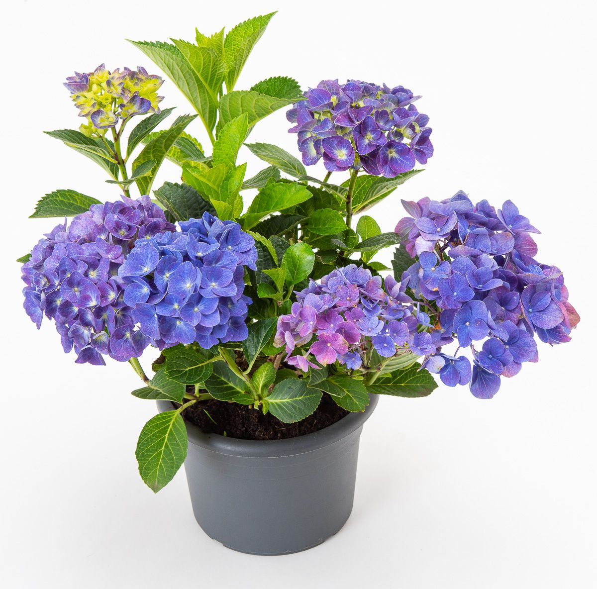 Bauernhortensie Royalty Collection - Hydrangea macr. Royalty Collection ...