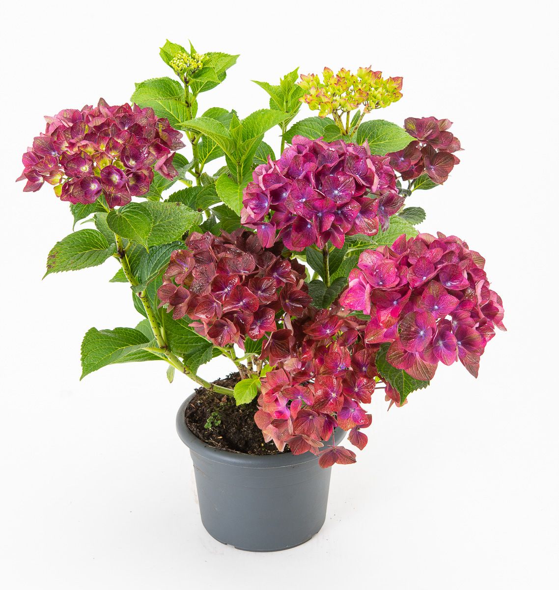 Bauernhortensie Royalty Collection - Hydrangea macr. Royalty Collection ...