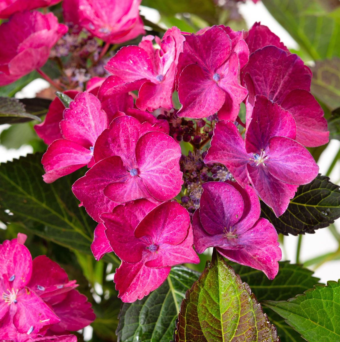 Hydrangea Macrophylla Dark Angel