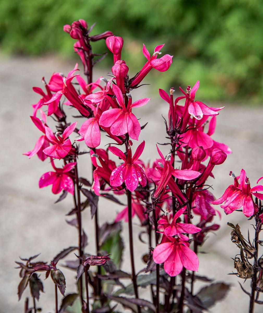 Prächtige Lobelie F1 Starship Deep Rose - Lobelia speciosa F1 Starship ...